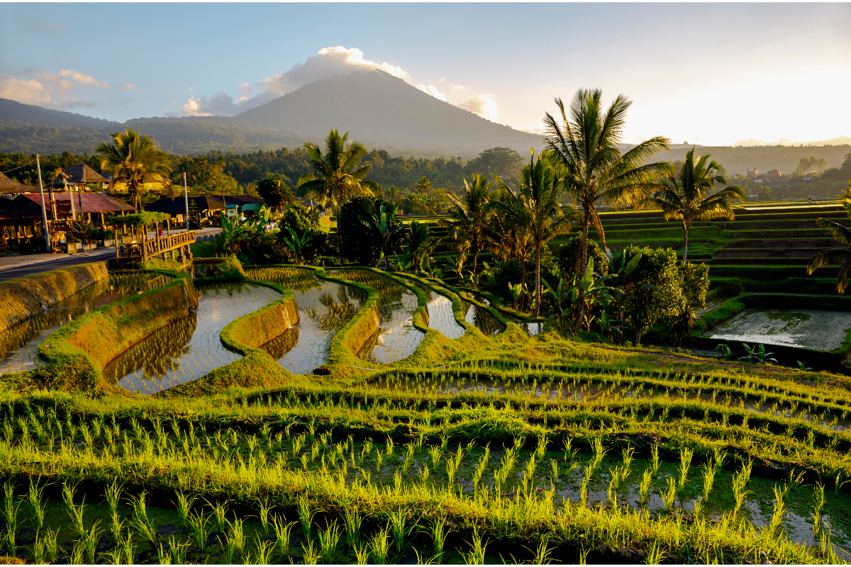 Subak, Bali's Agricultural System